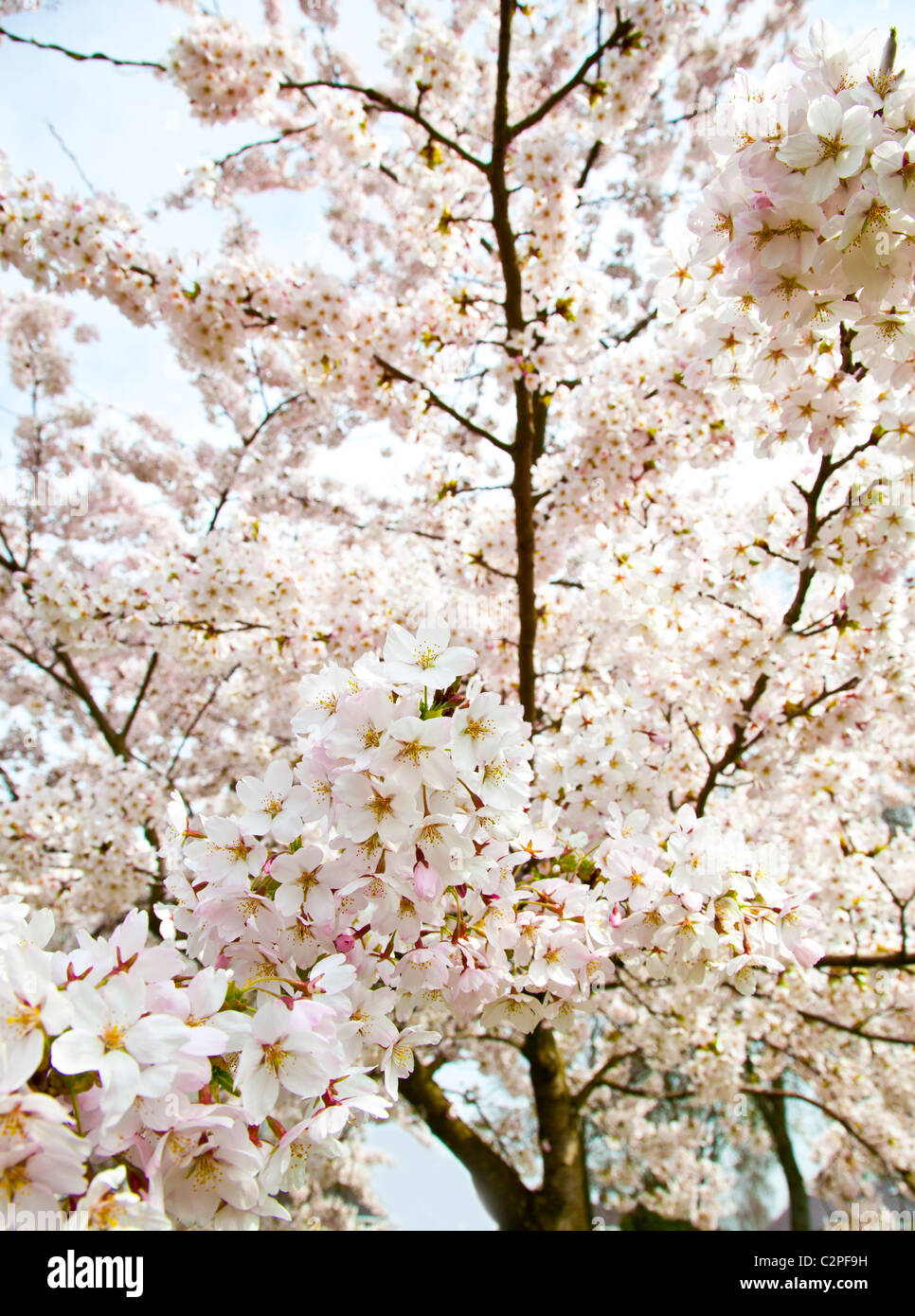 Huge blossom hi-res stock photography and images - Alamy