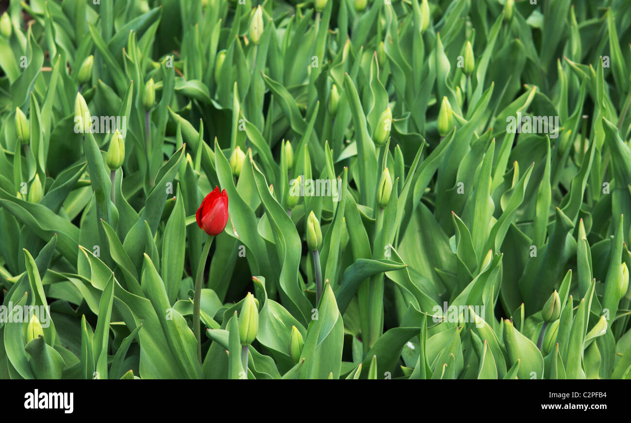 Only tulip special hi-res stock photography and images - Alamy