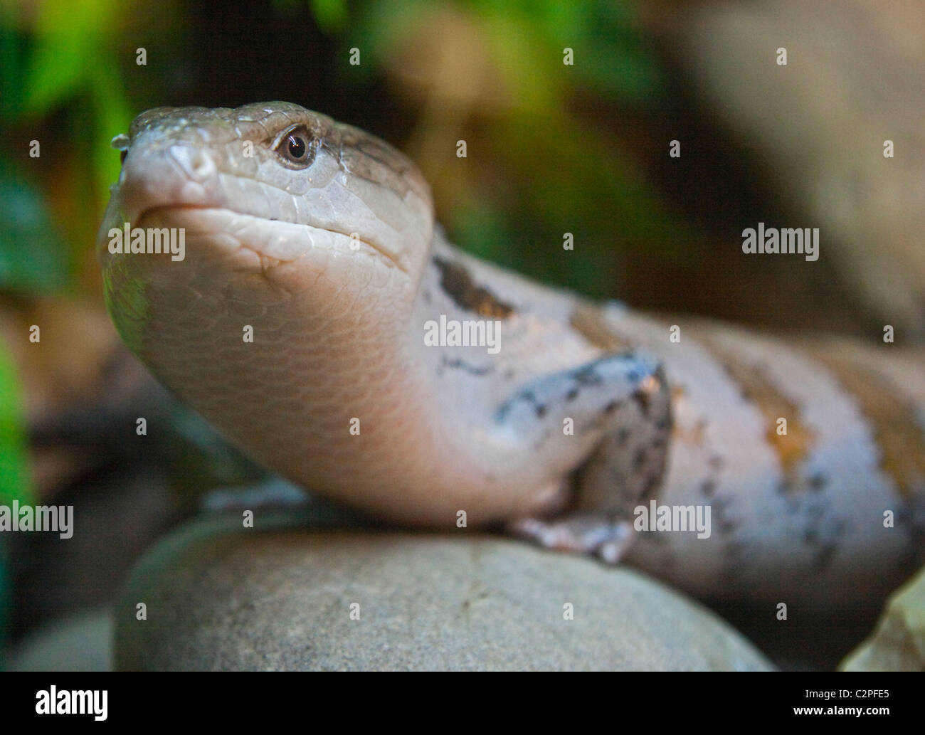 Eastern Blue-Tongued Skink (tiliqua scincoides scincoides Stock Photo ...