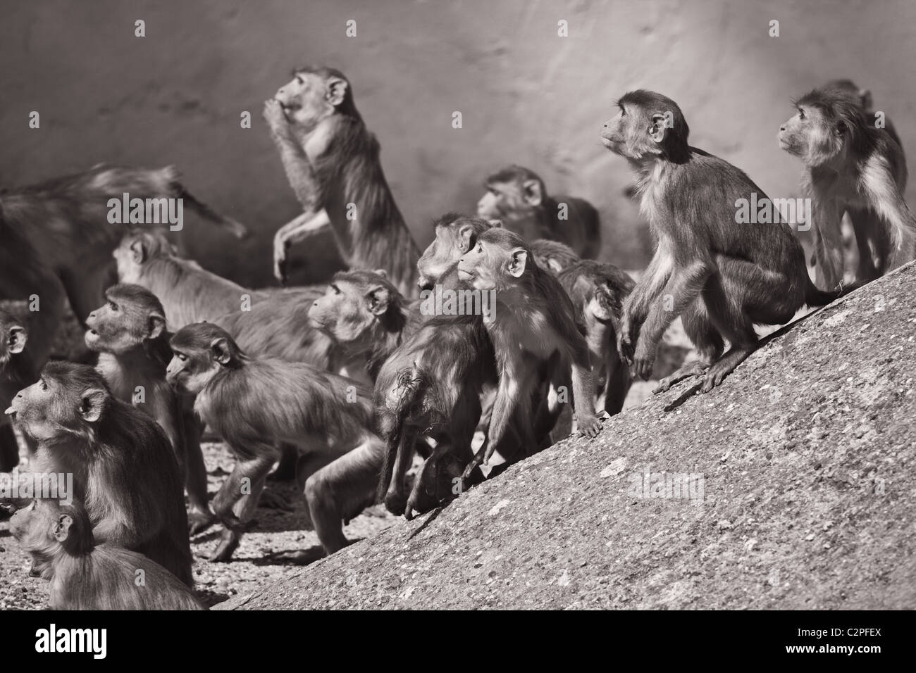 Black macaques hi-res stock photography and images - Alamy