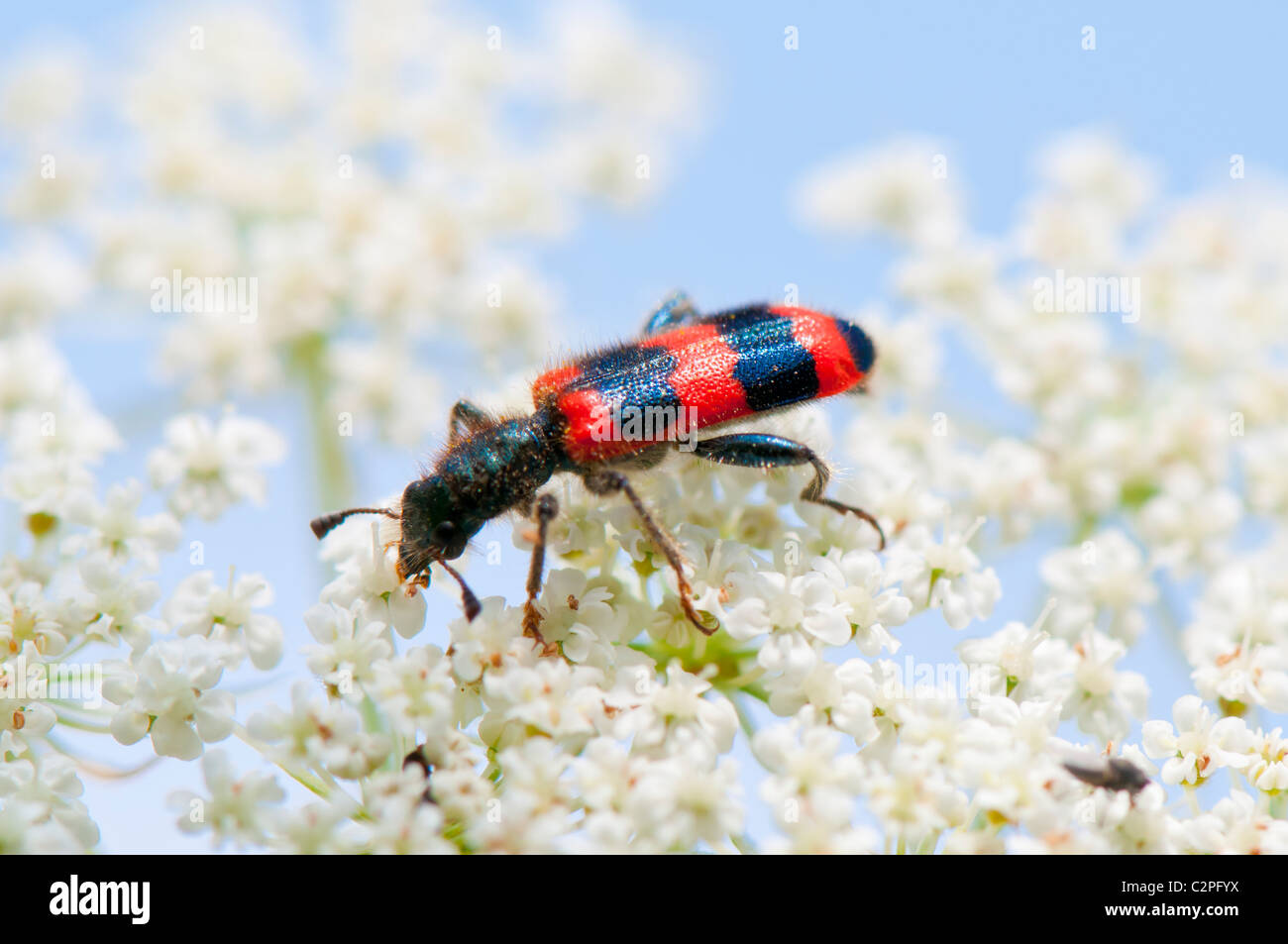 Bienenwolf, Trichodes apiarius, Checkered Bee Beetle Stock Photo - Alamy