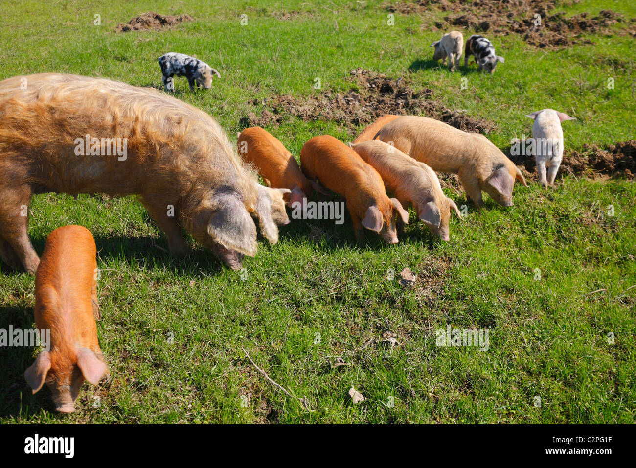 Family with pigs hi-res stock photography and images - Alamy