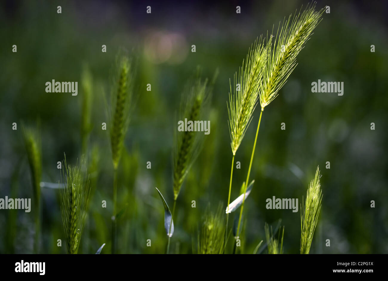 Wheat, growing wild on a meadow in spring Stock Photo - Alamy