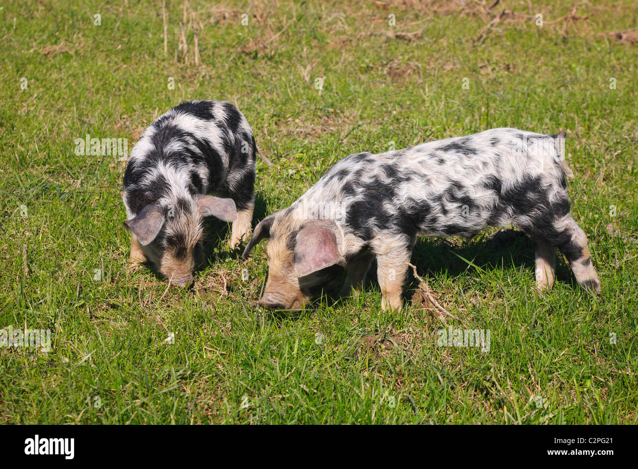 Nursing piglet hi-res stock photography and images - Alamy