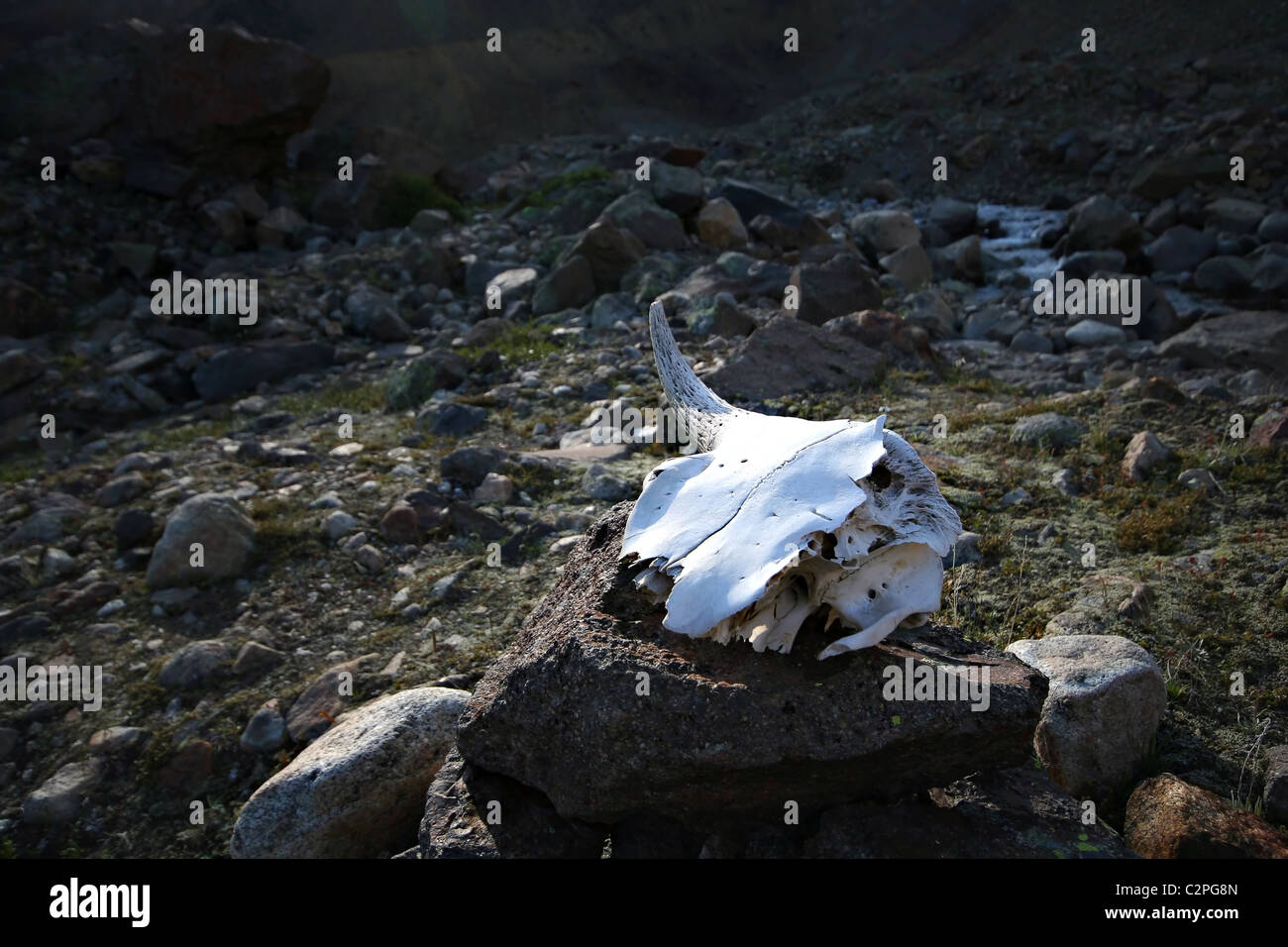 Skull of horned animal on the stone. Caucasus mountains. Russia Stock ...