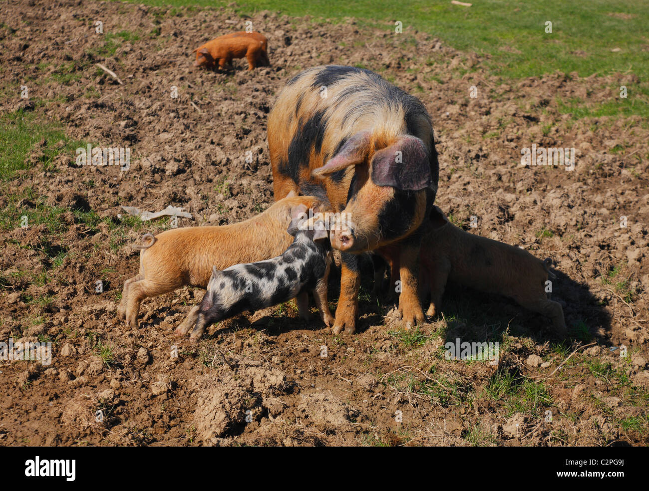 Family with pigs hi-res stock photography and images - Alamy