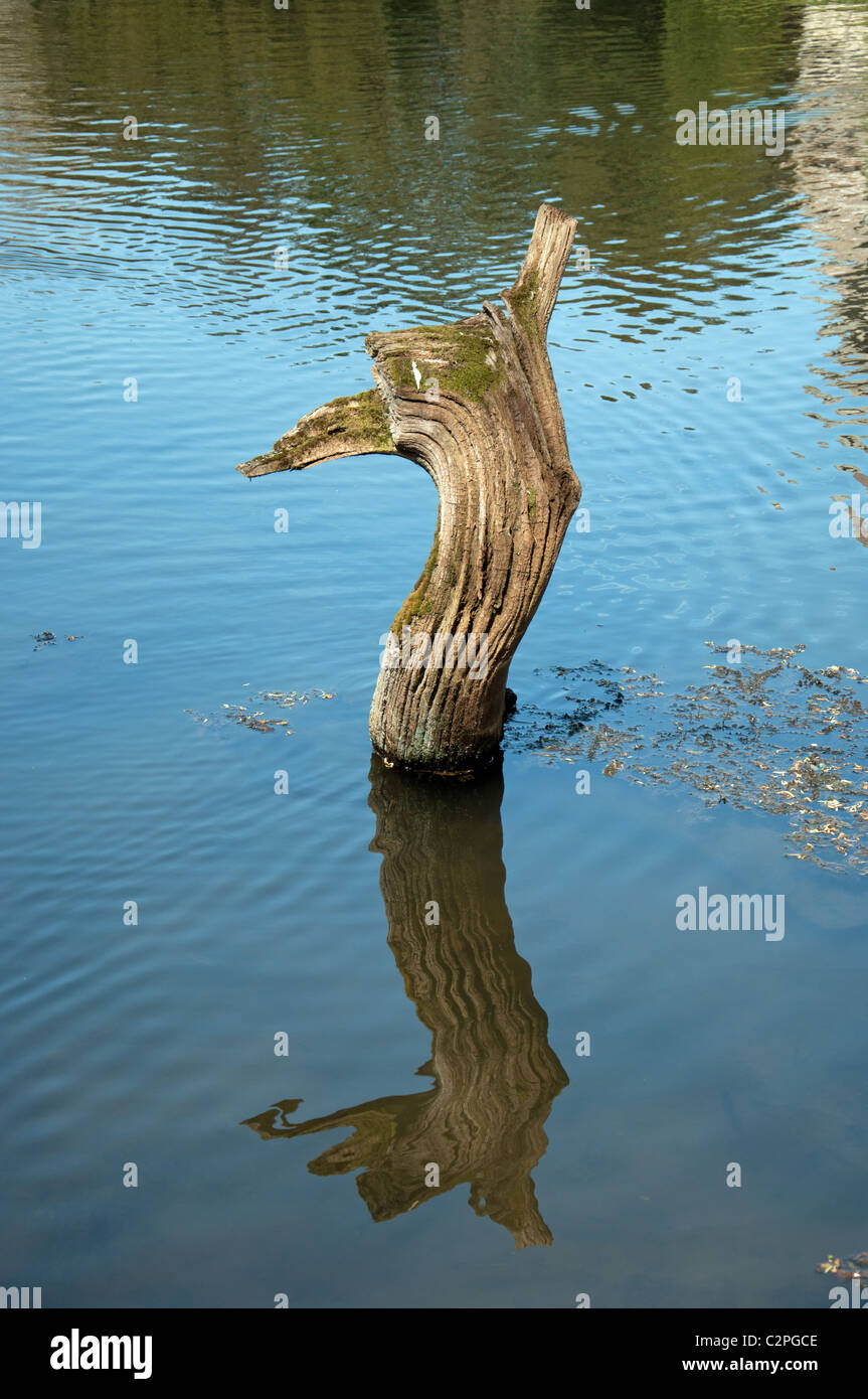 Short stump of tree in Lake showing reflection Stock Photo - Alamy