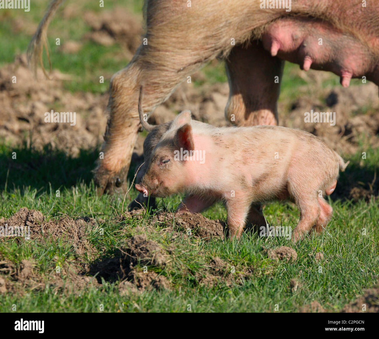 Piglet enclosure hi-res stock photography and images - Alamy