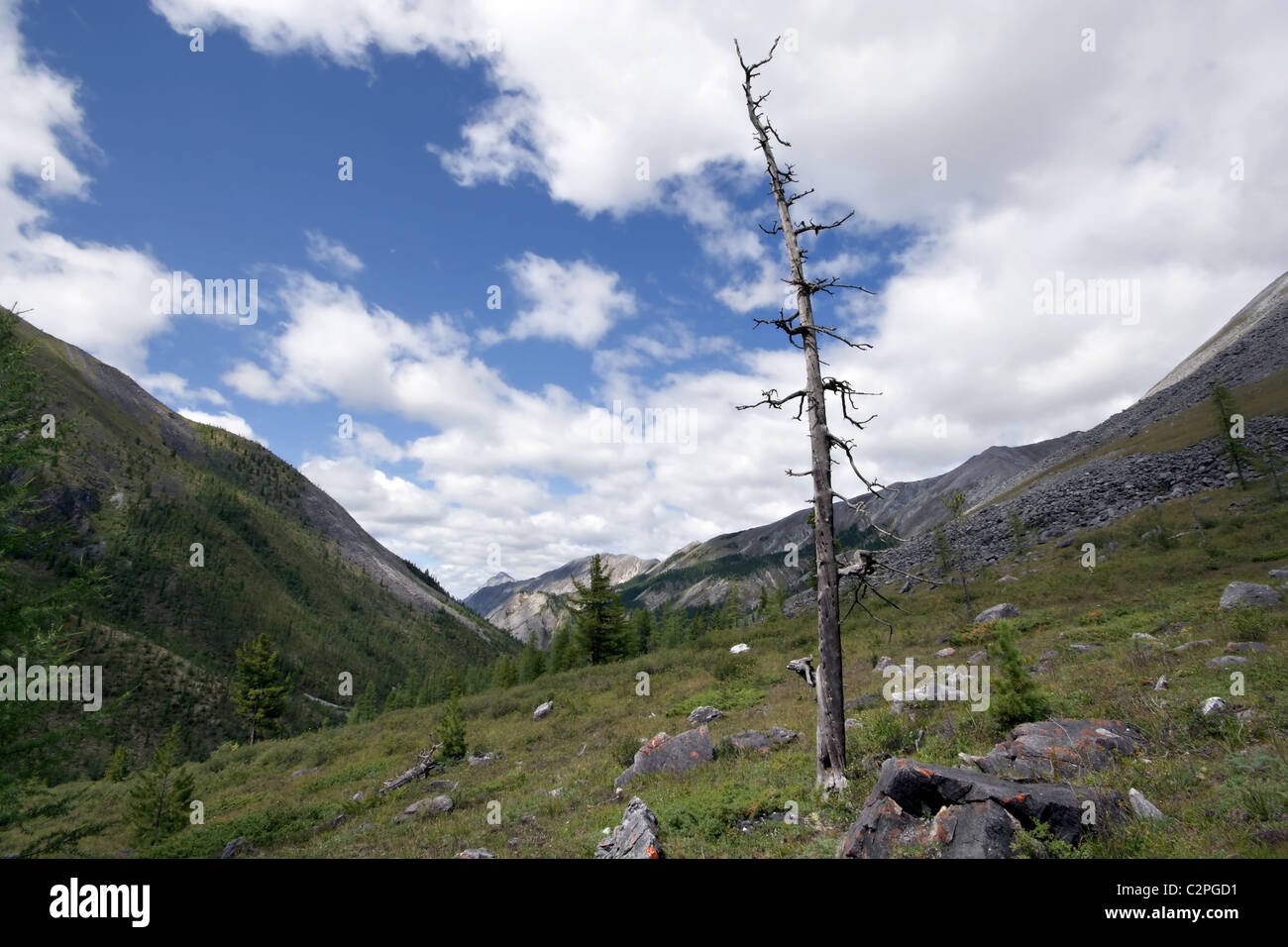 Lonely dry tree in mountain valley. East Sayan mountains. Tunkinskie ...
