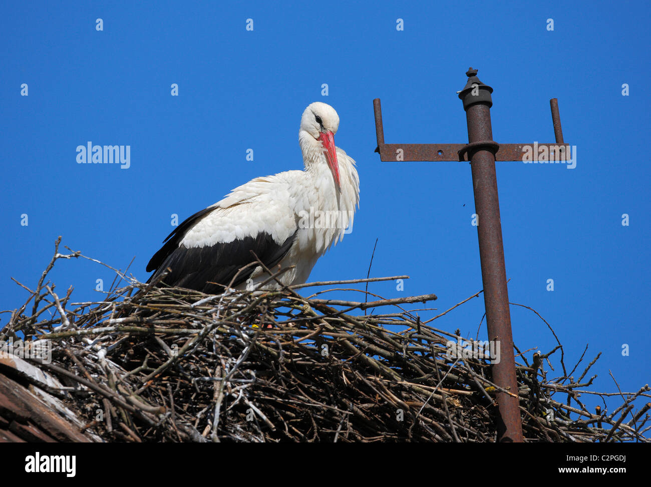 Stork bird view hi-res stock photography and images - Alamy