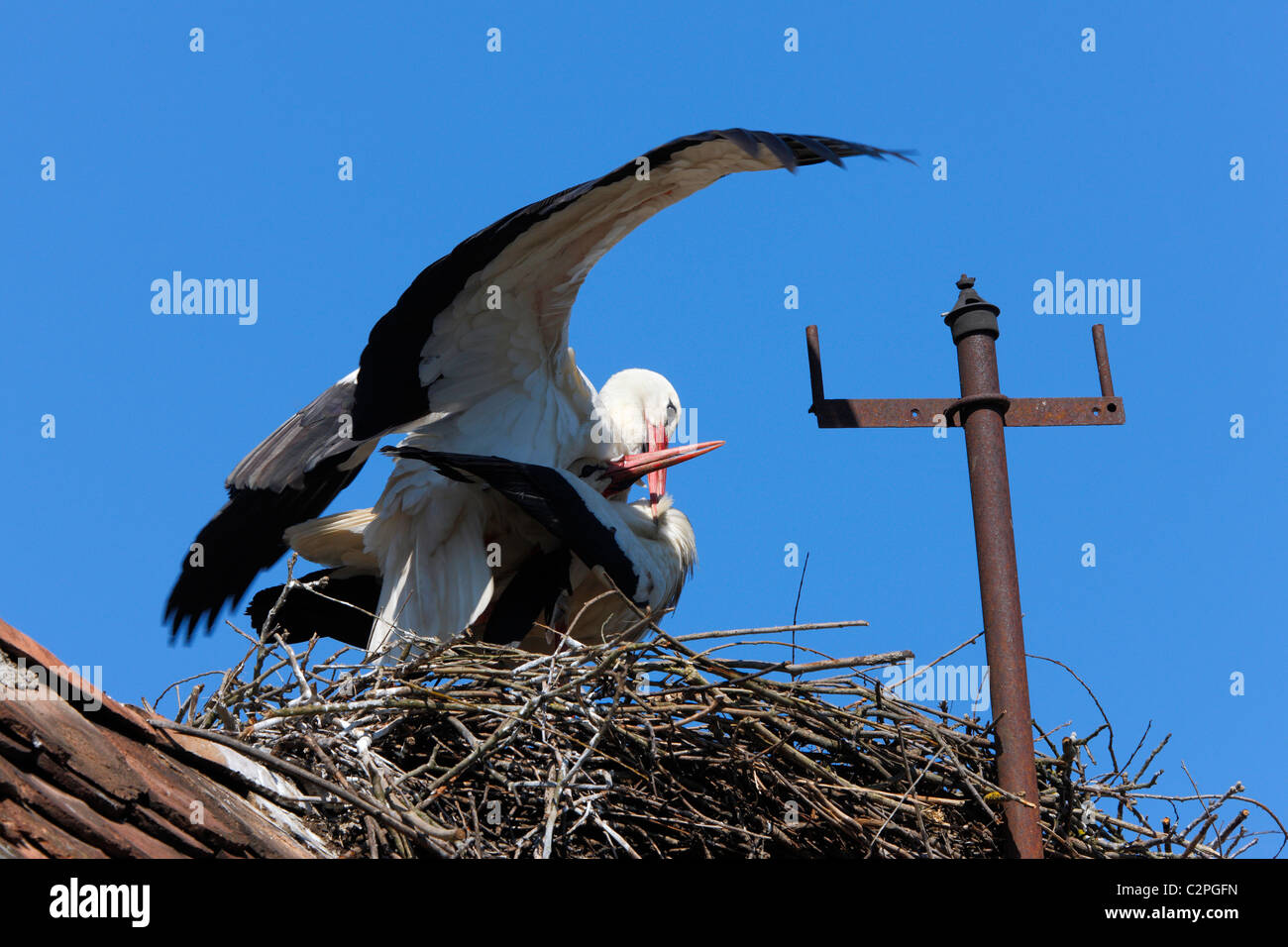 Stork roof hi-res stock photography and images - Alamy