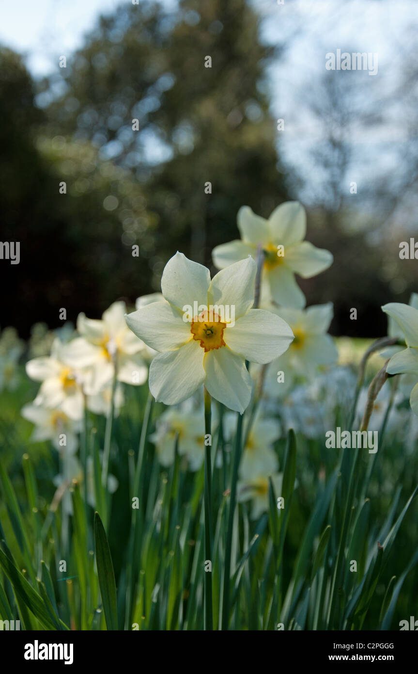 Welsh daffodil fields hi-res stock photography and images - Alamy