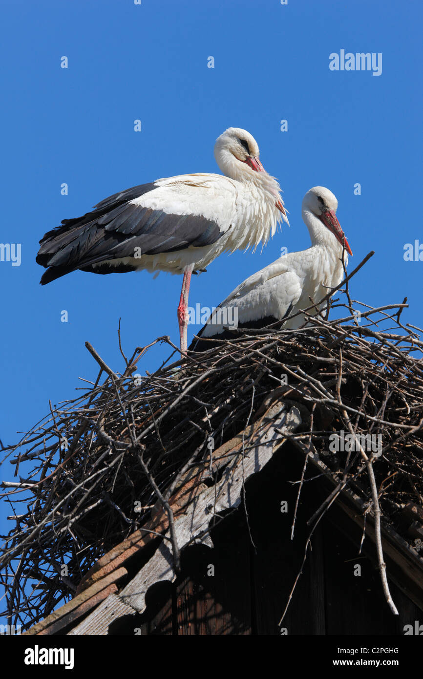 Two stork hi-res stock photography and images - Alamy