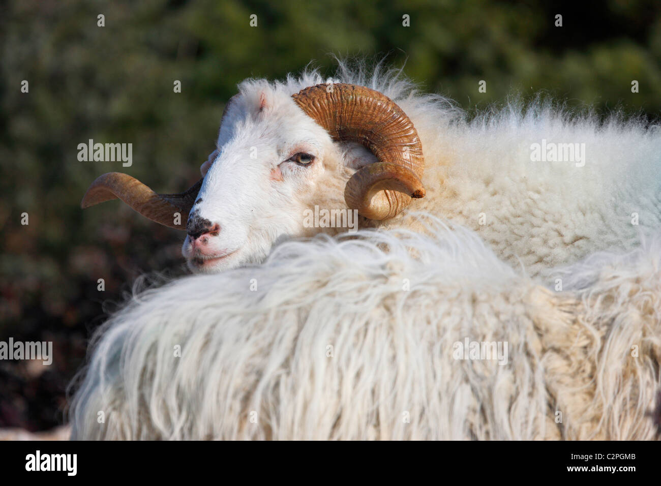 Ram horns hi-res stock photography and images - Alamy