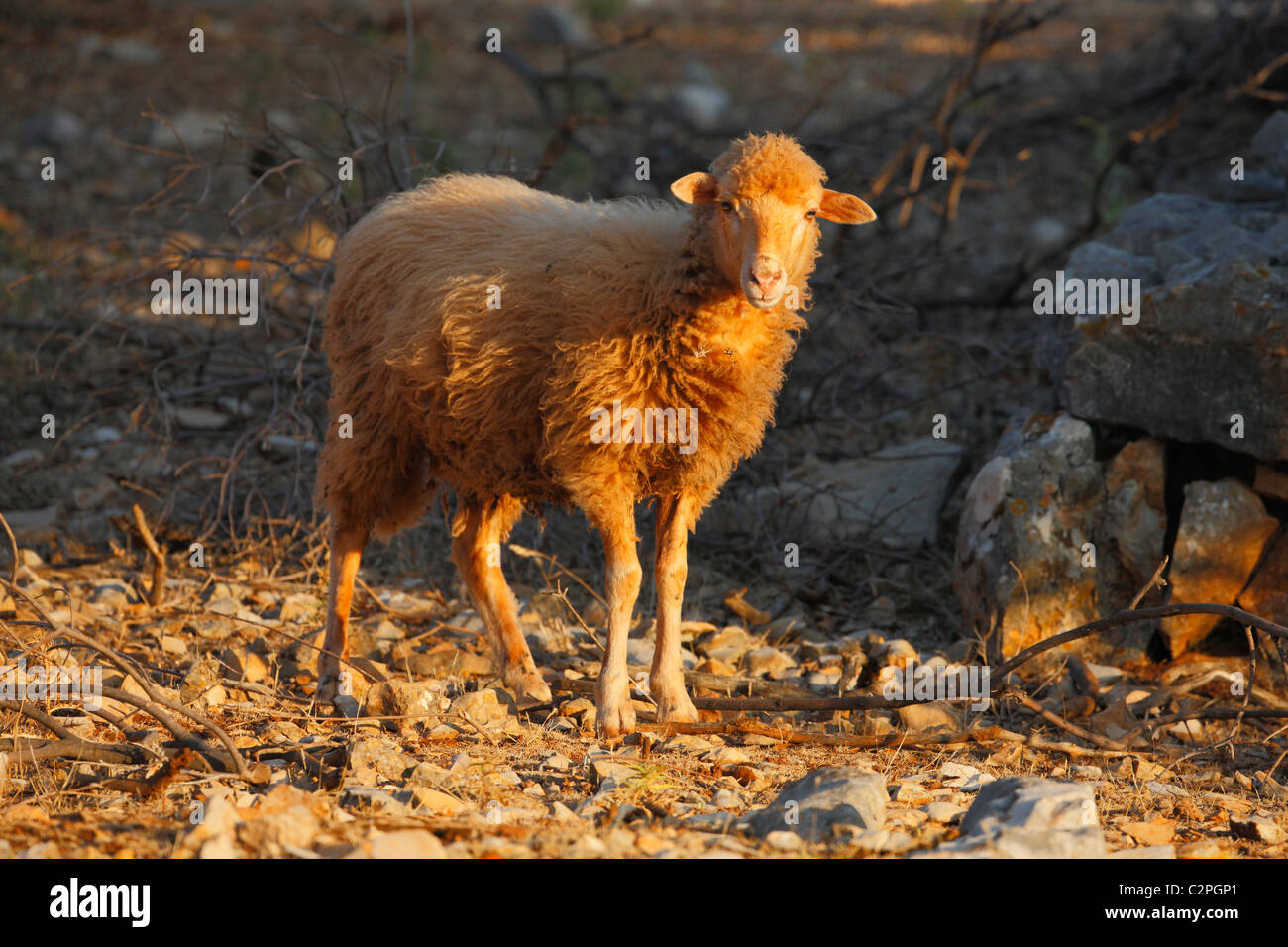Sheep at sunset Stock Photo - Alamy