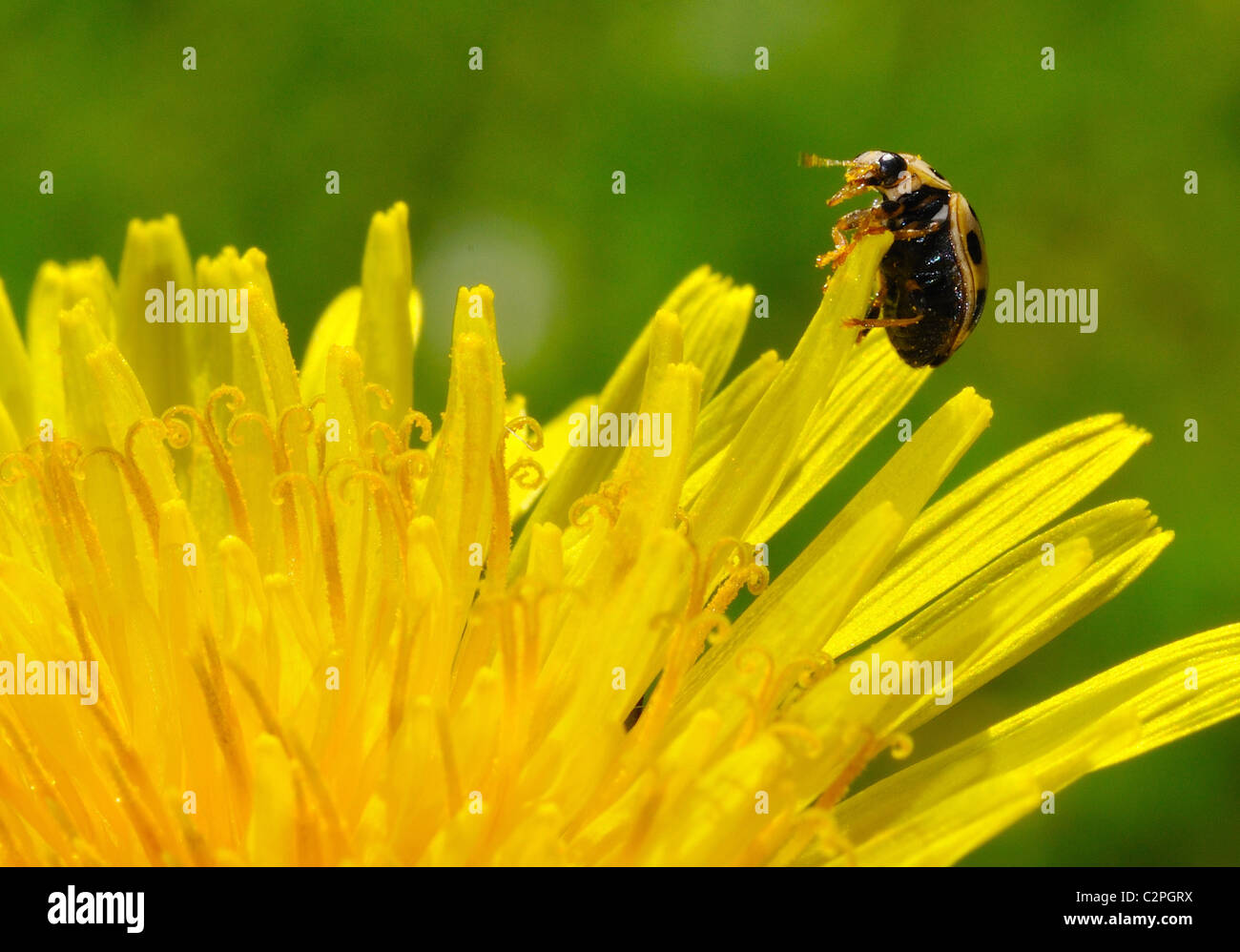 Spot the insect hi-res stock photography and images - Alamy
