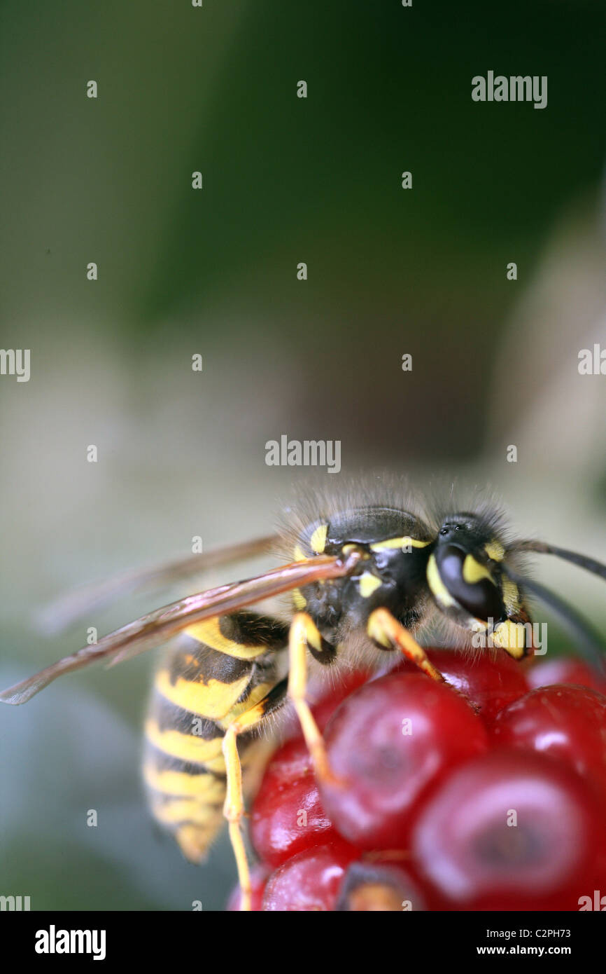 A German wasp Stock Photo - Alamy