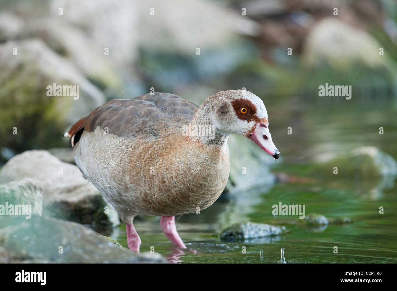 Nilgans, Alopochen aegyptiacus, Egyptian goose Stock Photo - Alamy
