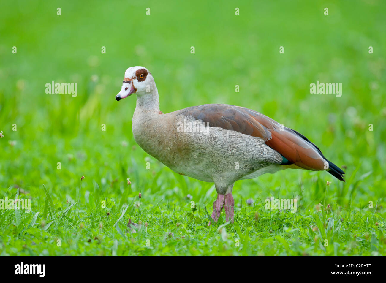 Nilgans, Alopochen aegyptiacus, Egyptian goose Stock Photo - Alamy