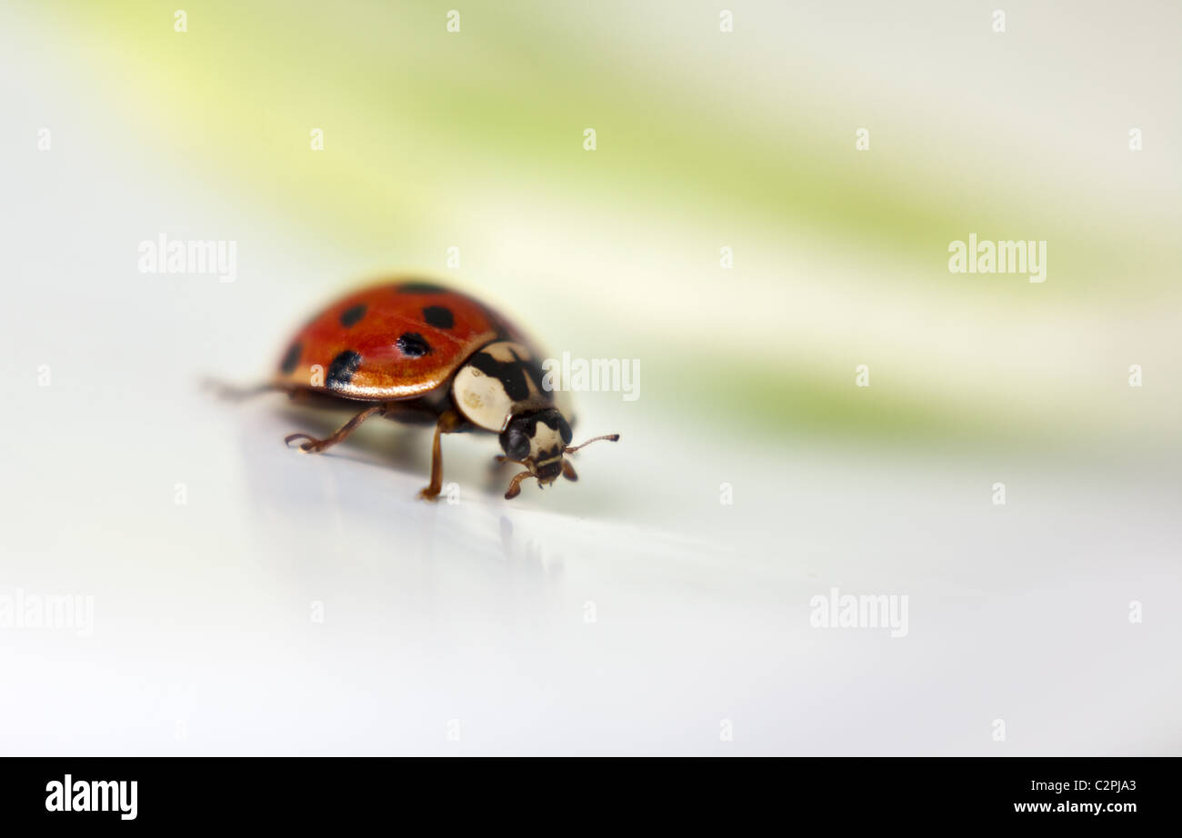 Ladybug aphids hi-res stock photography and images - Alamy