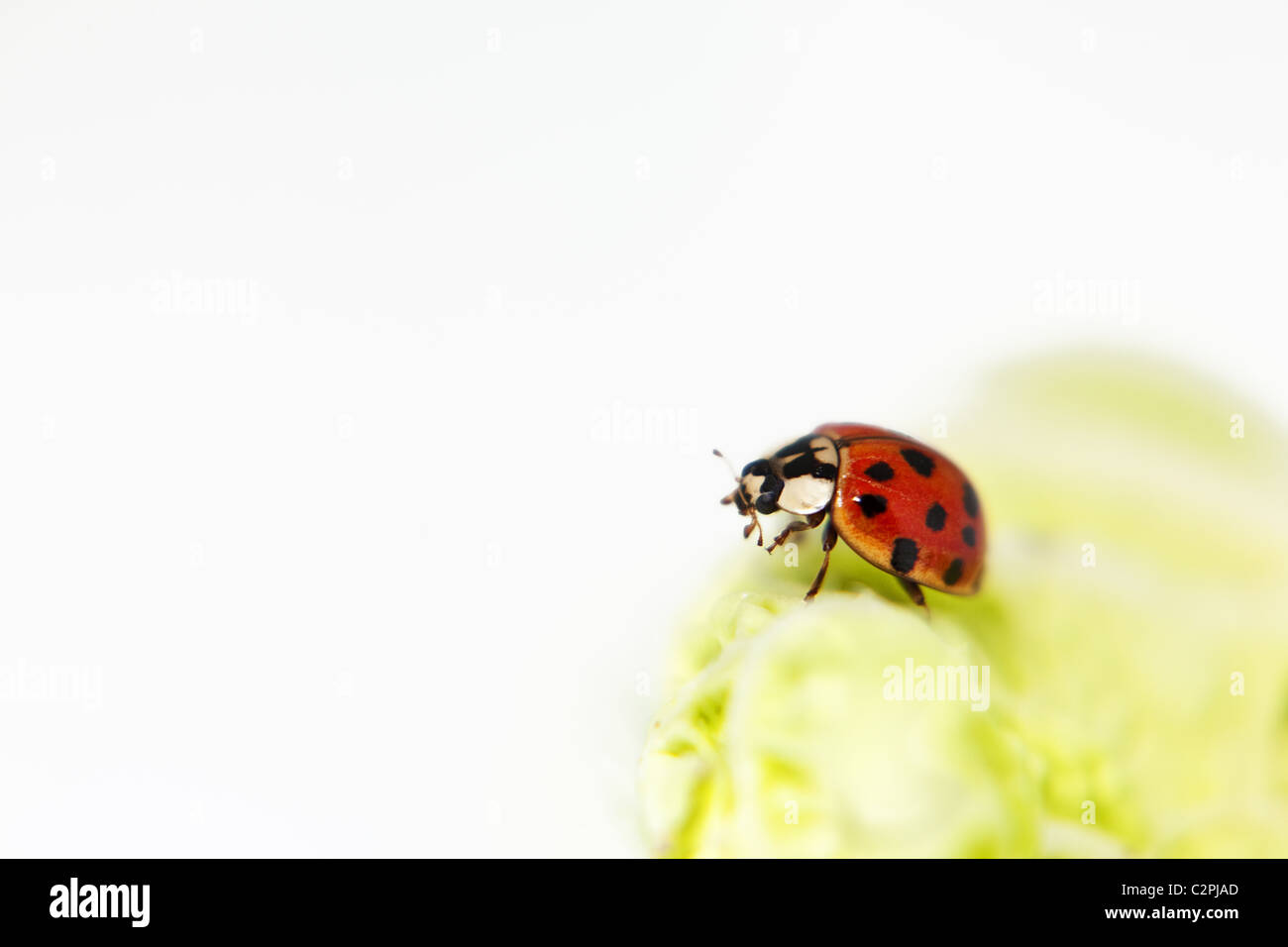 Ladybug aphids hi-res stock photography and images - Alamy