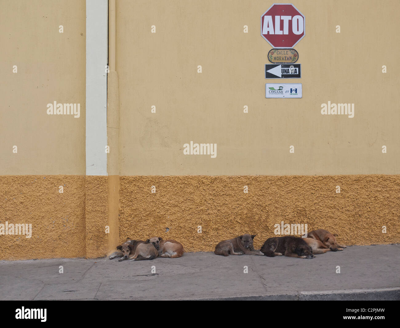 Feral dogs sleep on the sidewalk of Totonicapan, Guatemala. These dogs ...