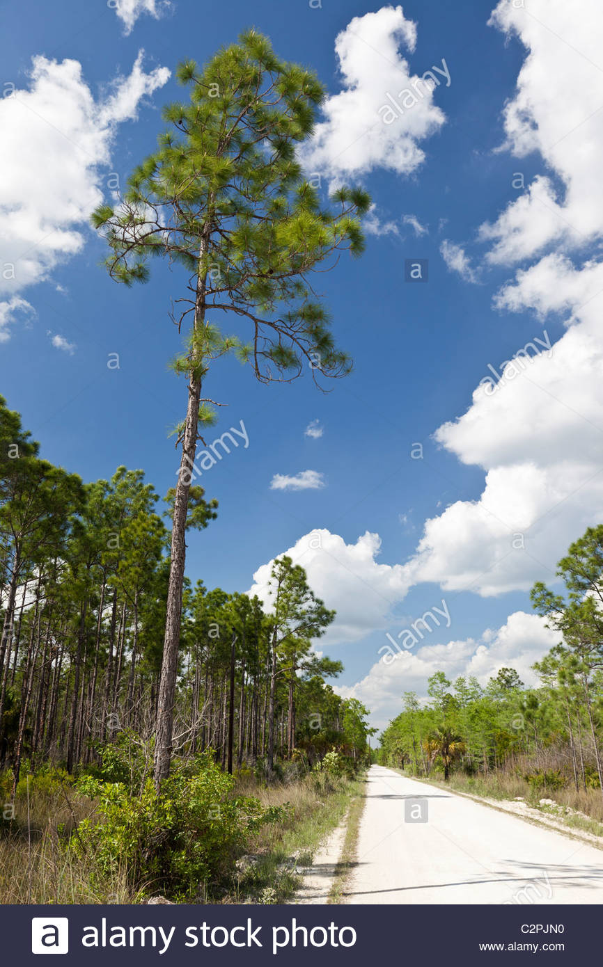South Florida Pine Tree High Resolution Stock Photography and Images ...