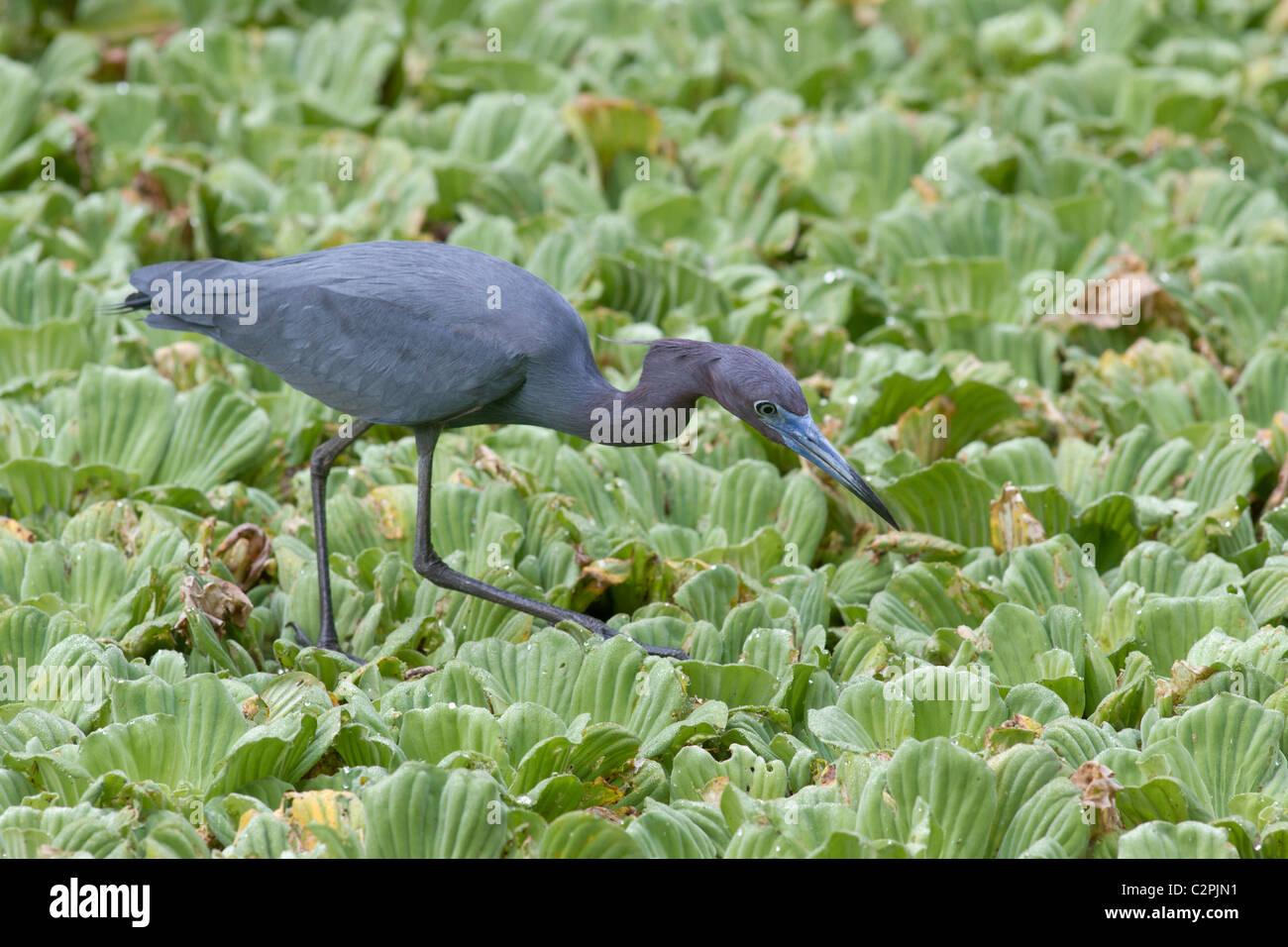 Corkscrew swamp bird hi-res stock photography and images - Alamy