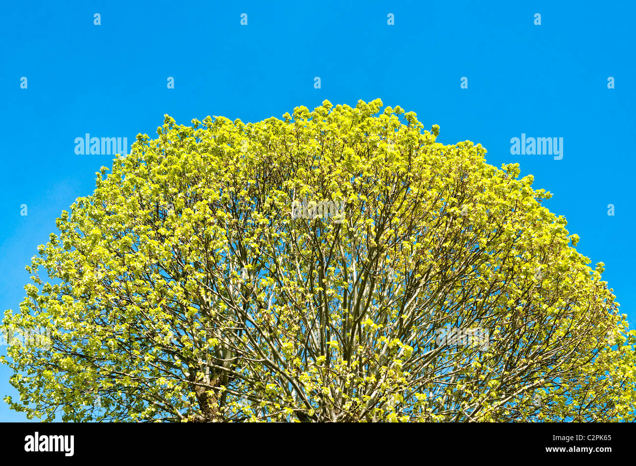 Crown of the tree hi-res stock photography and images - Alamy