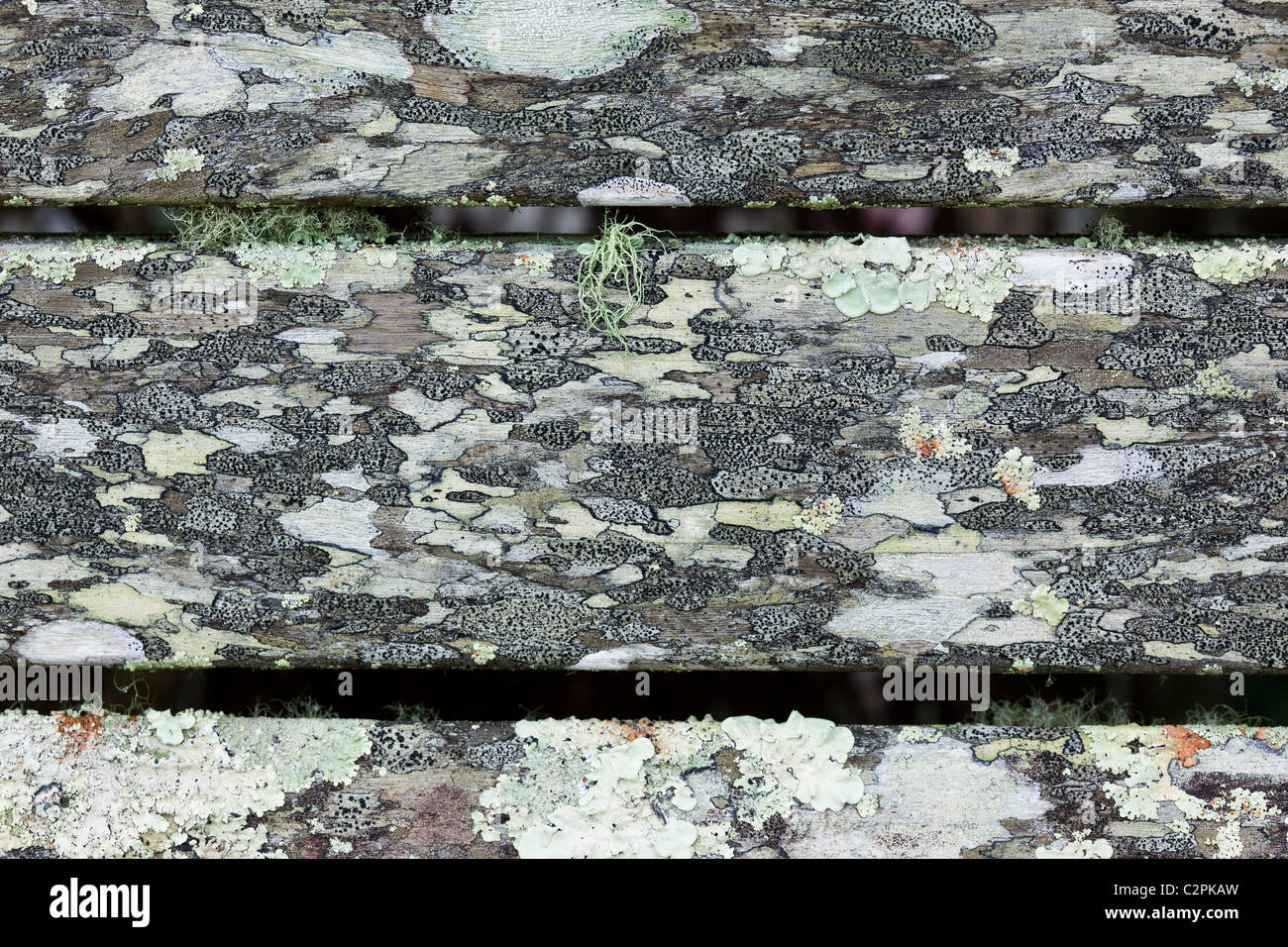 Lichens on the slats of a wooden bench, Corkscrew Swamp, Florida, USA ...