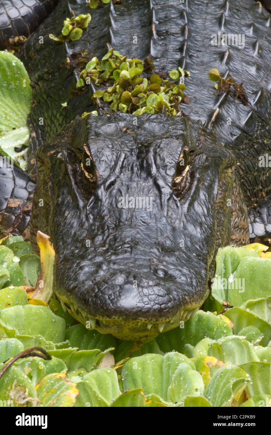 Swamp Florida High Resolution Stock Photography and Images - Alamy