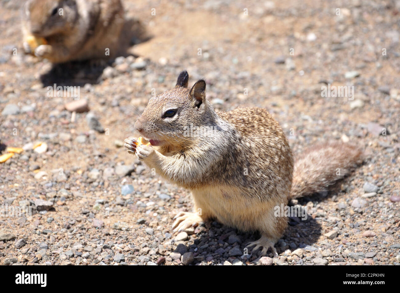 Squirrels eating peanuts Stock Photo - Alamy