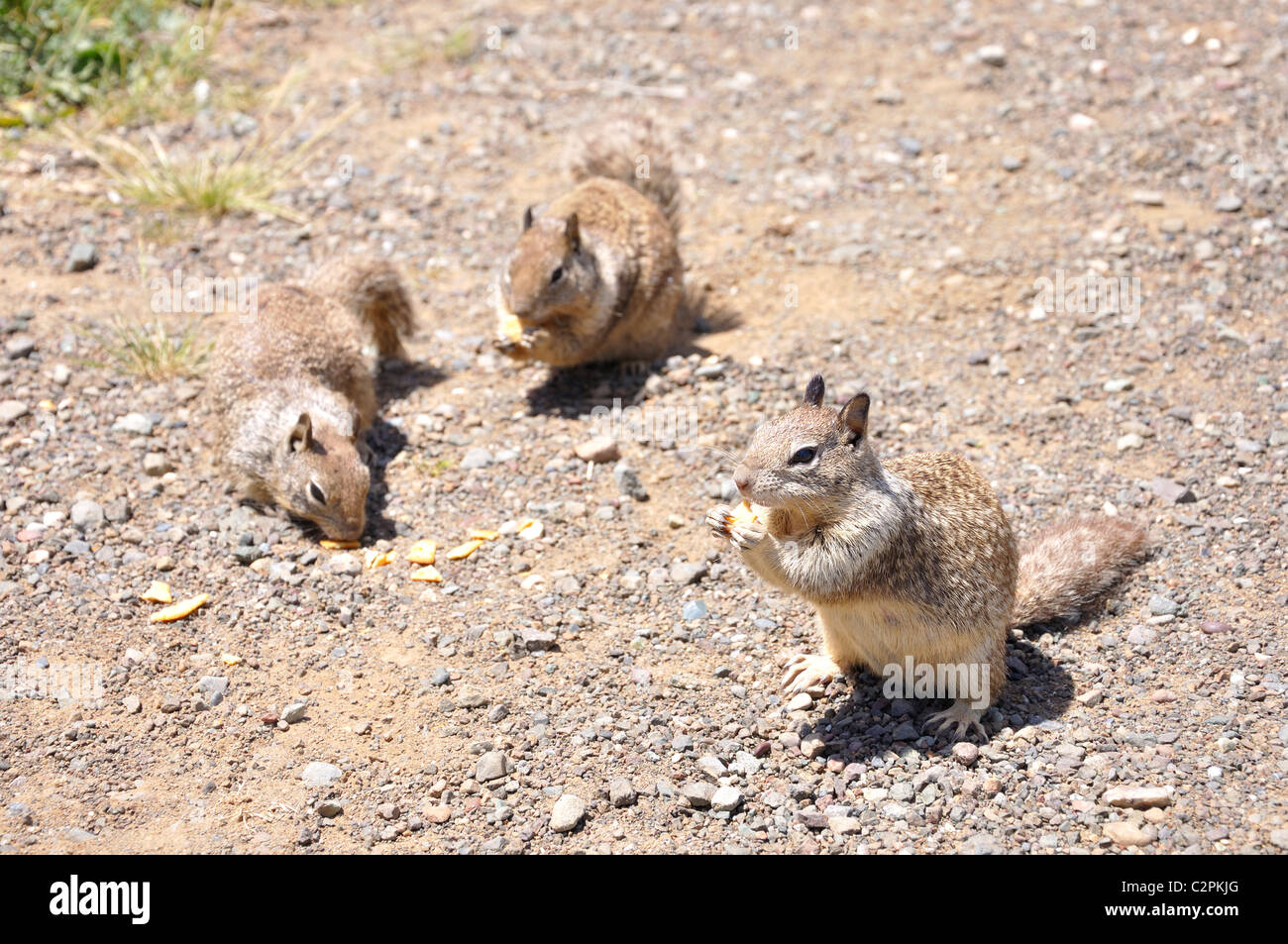 Squirrels eating peanuts Stock Photo - Alamy