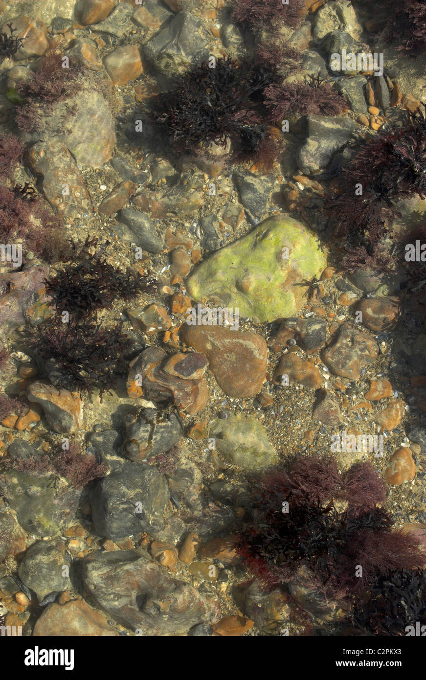 Rock pool net uk hi-res stock photography and images - Alamy