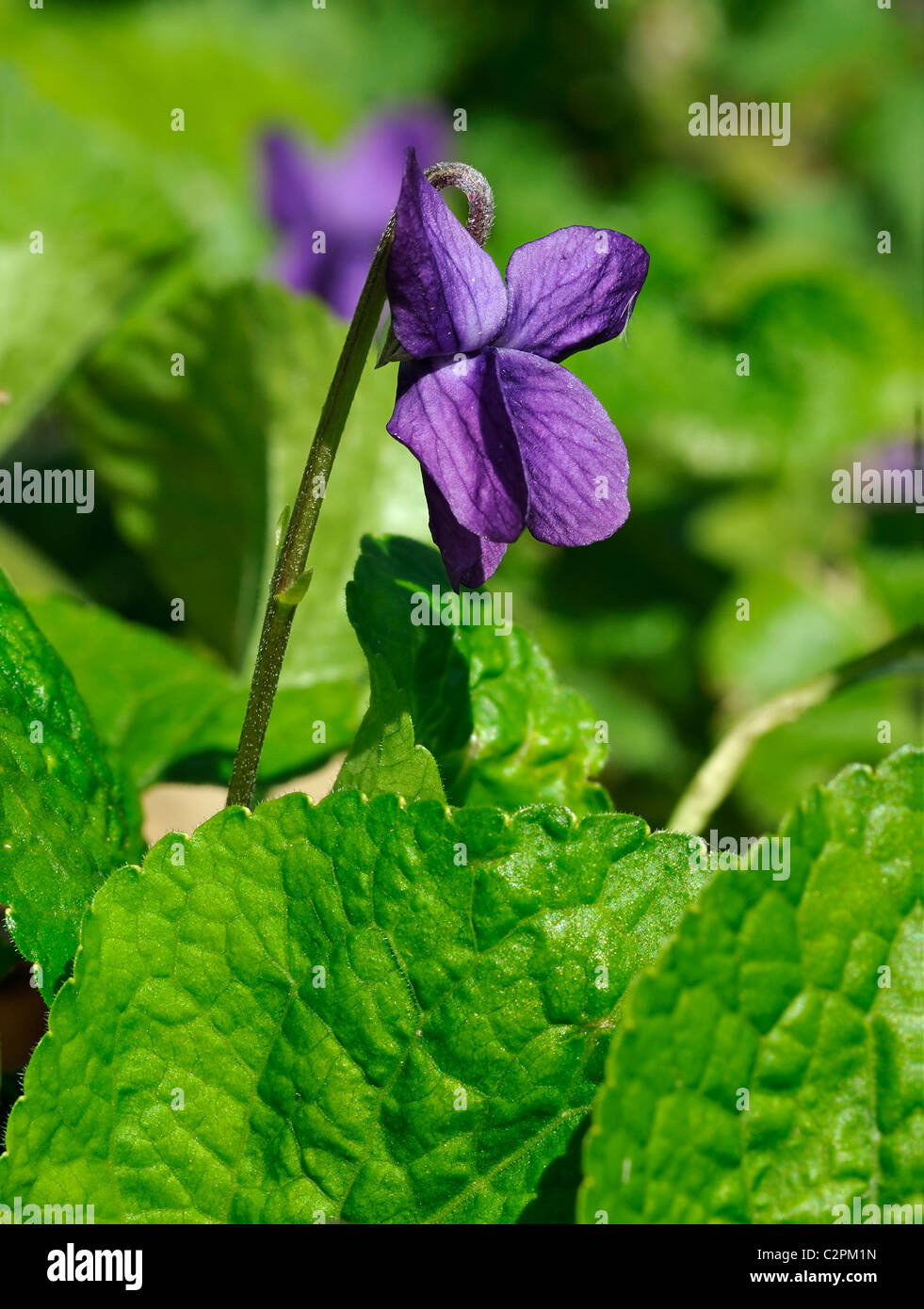 Sweet Violet - Viola odorata Stock Photo - Alamy