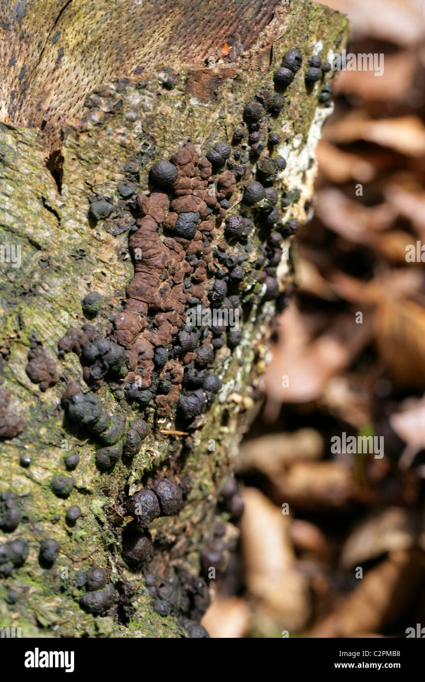 Beech Woodwart, Hypoxylon fragiforme, Xylariaceae. A Common Fungus ...