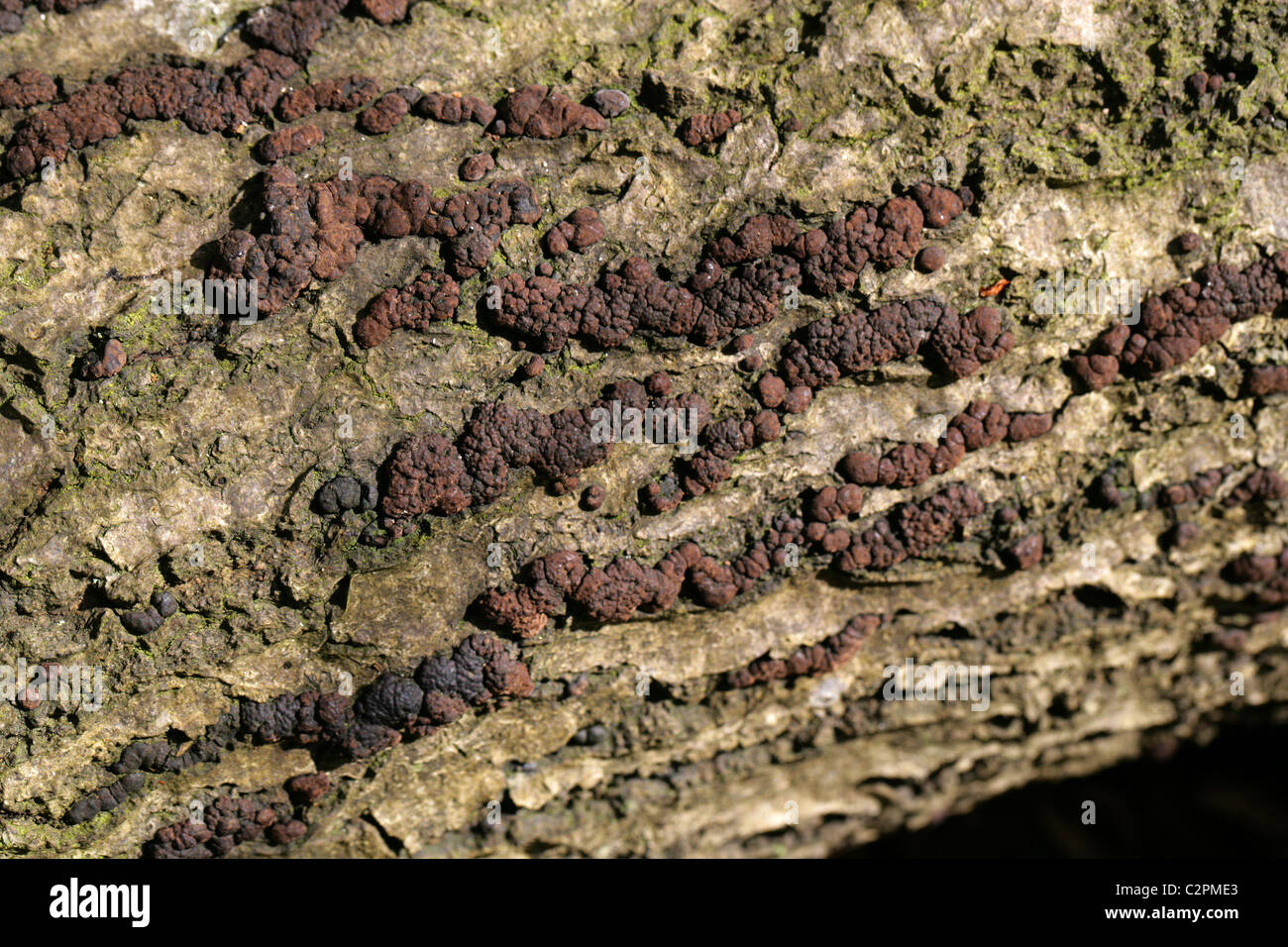 Beech Woodwart, Hypoxylon fragiforme, Xylariaceae. A Common Fungus ...
