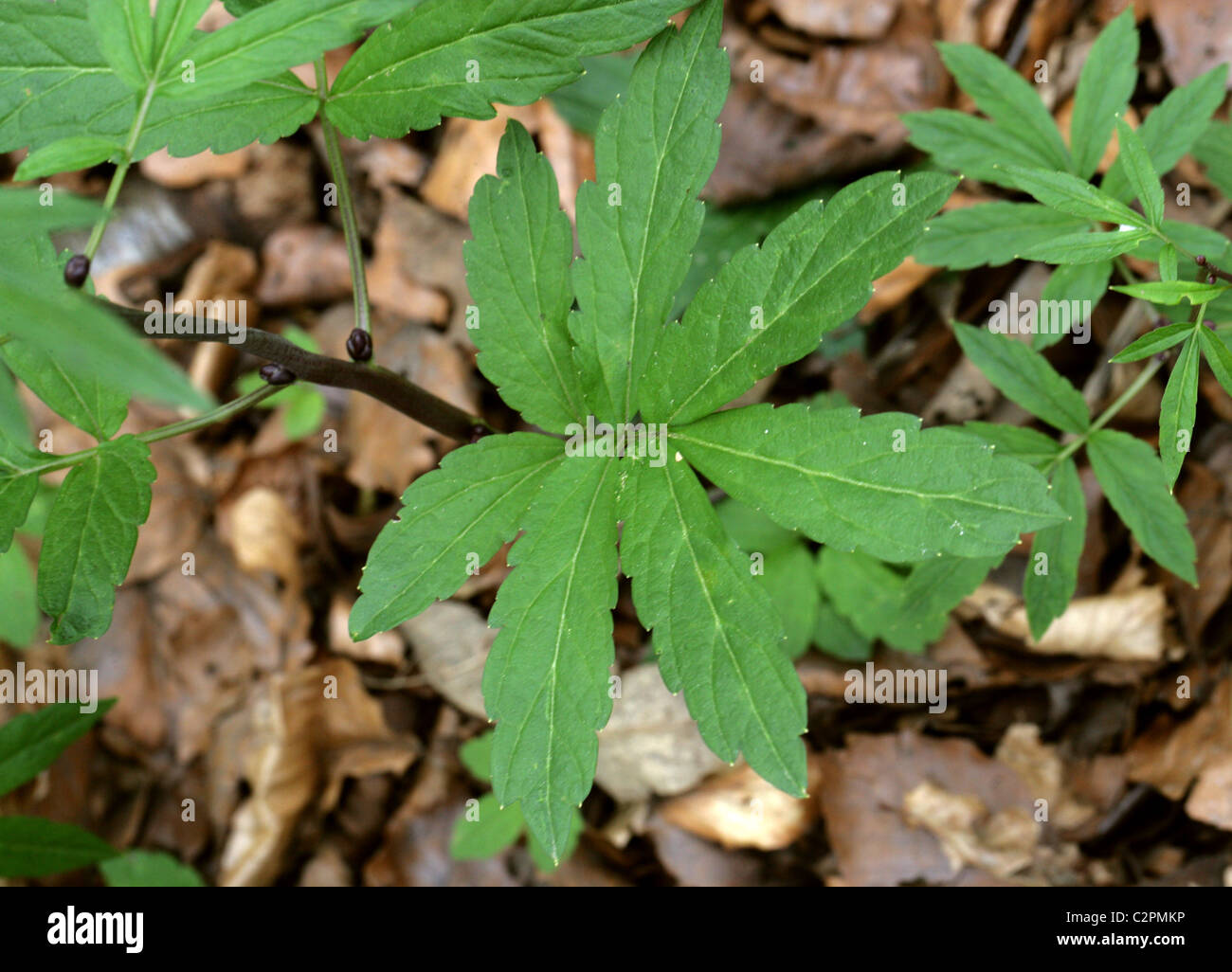 Bulbils hi-res stock photography and images - Alamy