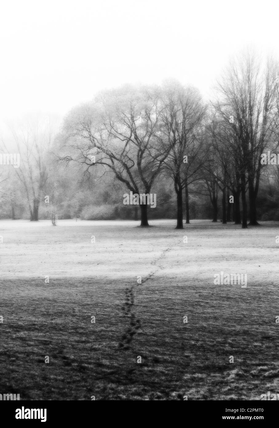 Beautiful winter landscape in forest Black and White Stock Photos ...