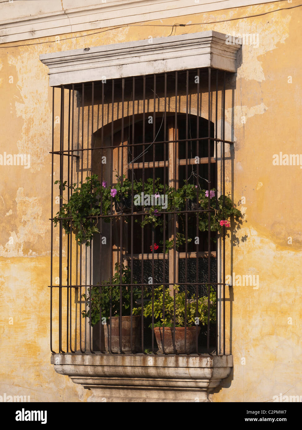 Wrought iron window covering with greenery from plants hanging in the ...