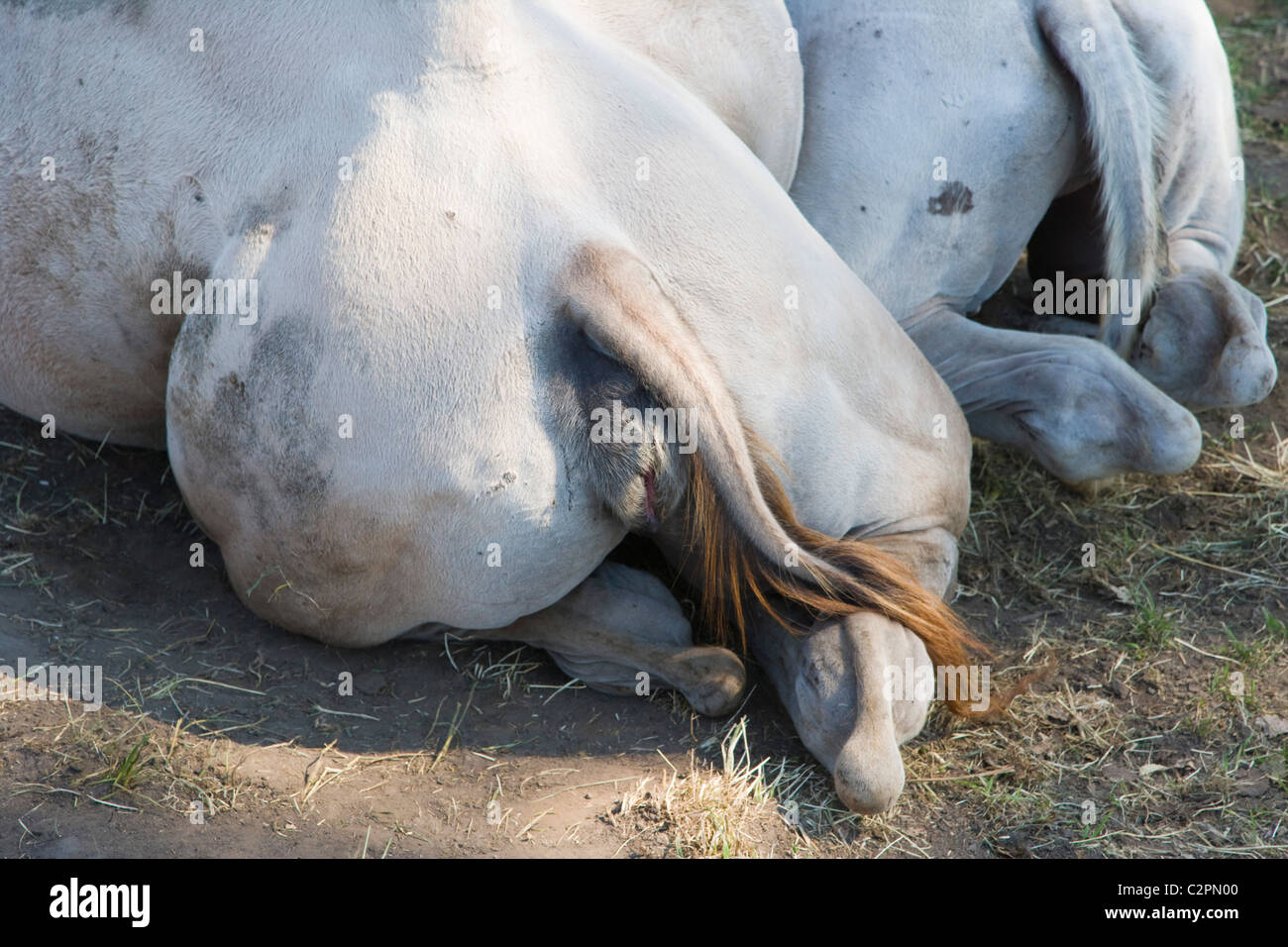 Back of camel Stock Photo - Alamy