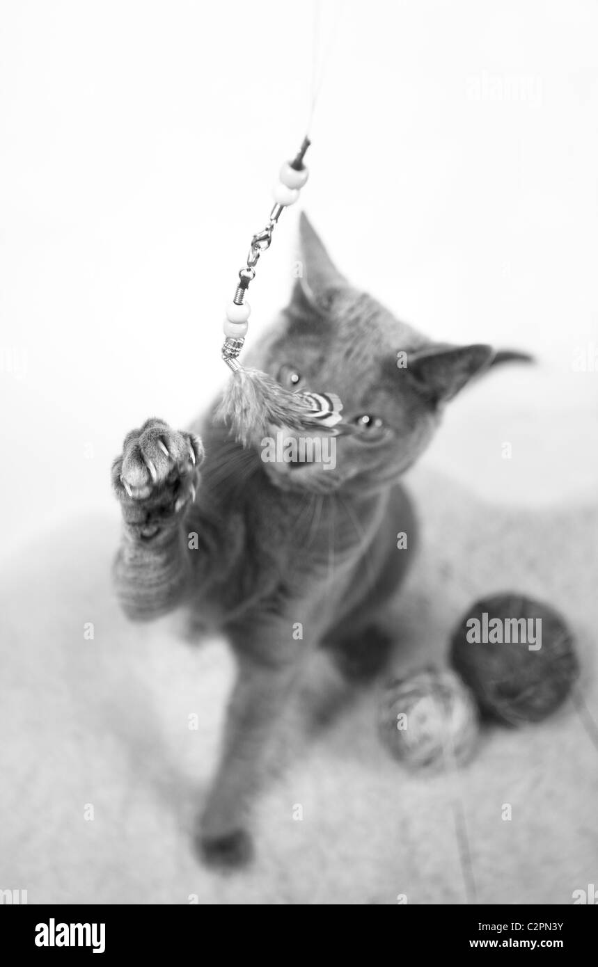 Portrait of a Russian Blue Cat Playing Stock Photo - Alamy