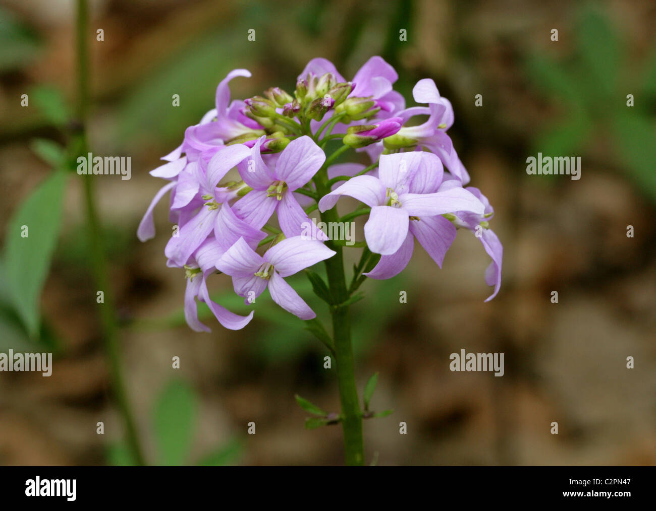 Coralroot Bittercress or Coral-Wort, Cardamine bulbifera, Brassicaceae ...