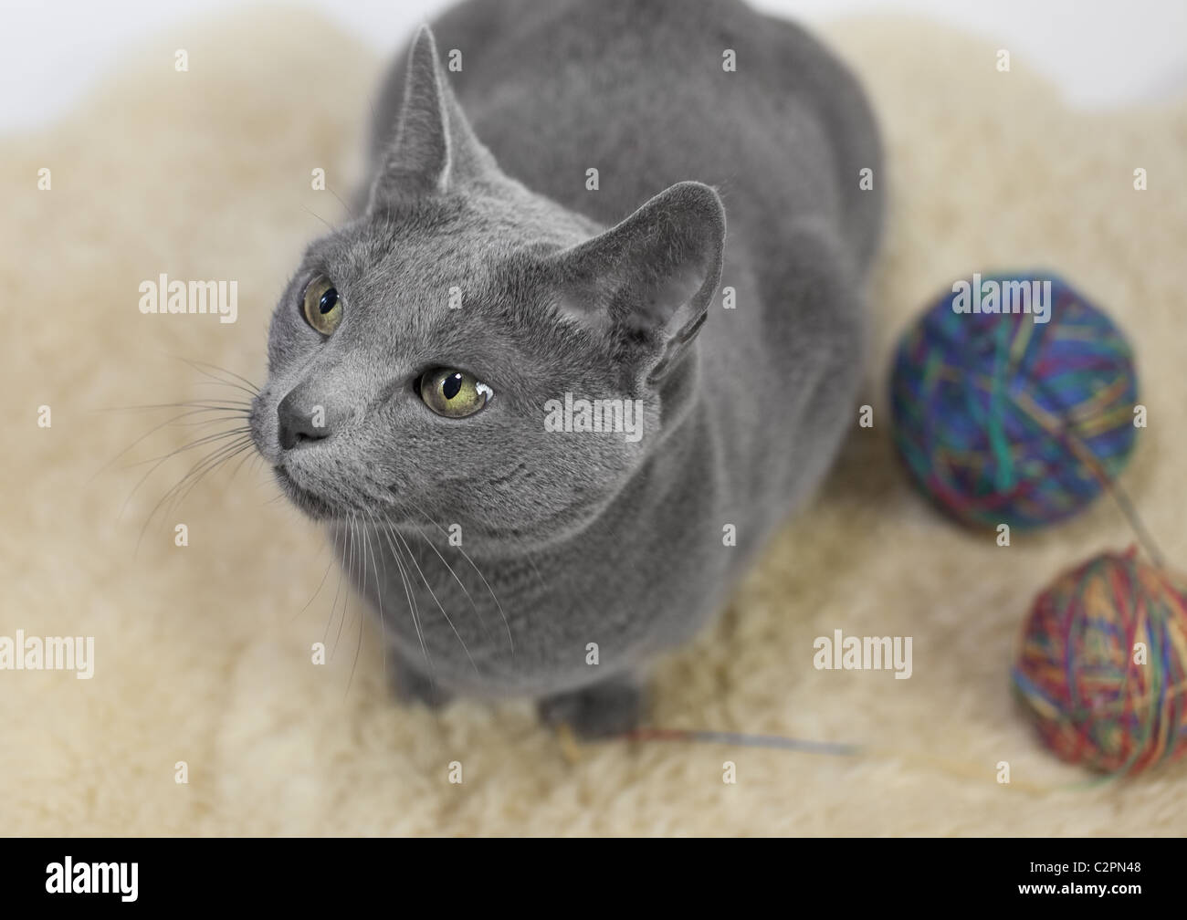 Portrait of a Russian Blue Cat Playing Stock Photo - Alamy