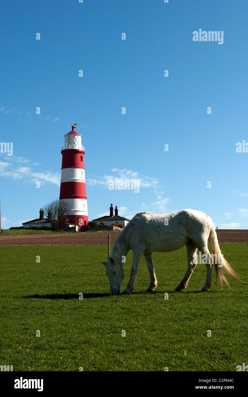 Lighthouse horse hi-res stock photography and images - Alamy