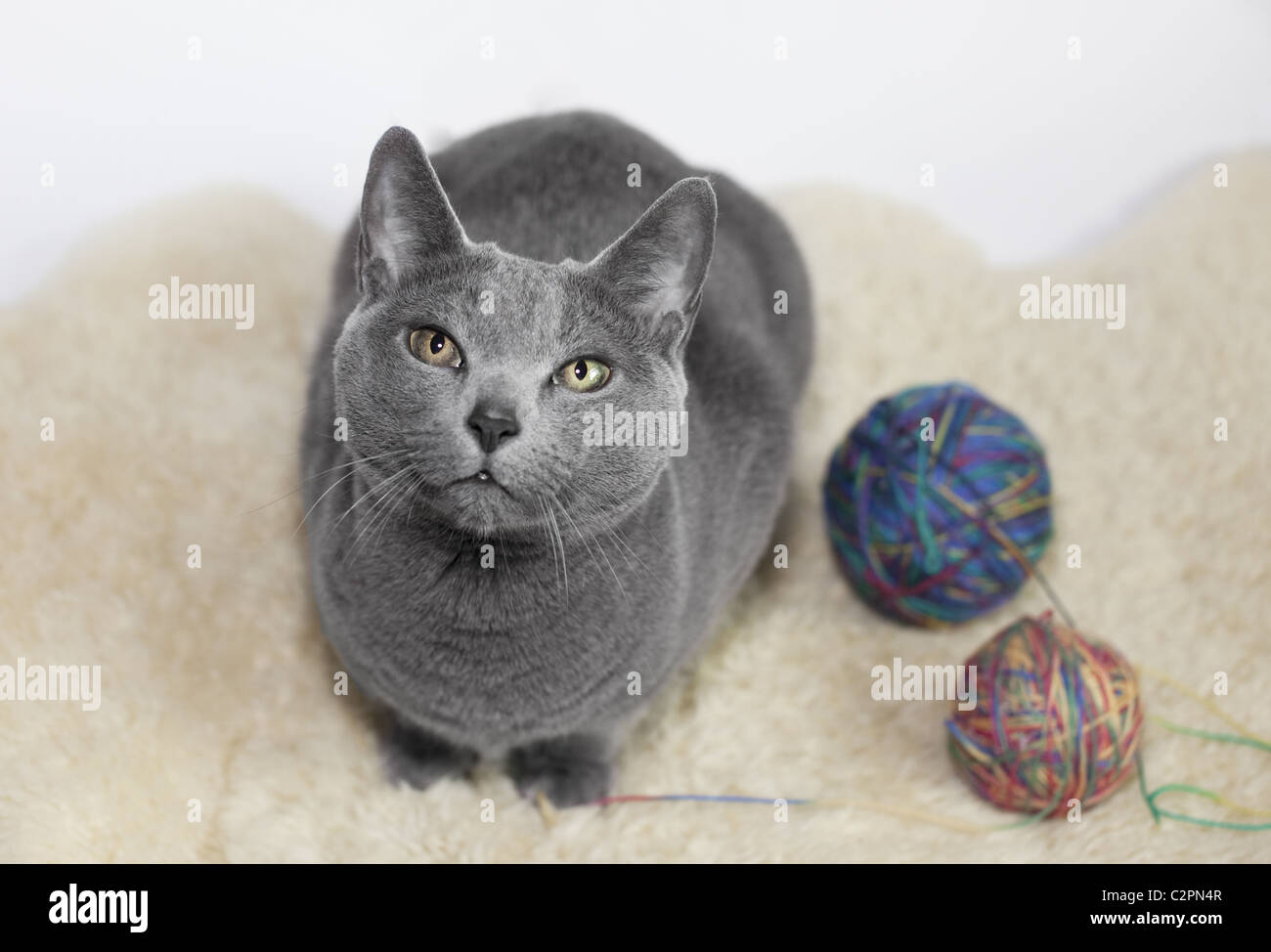 Portrait of a Russian Blue Cat Playing Stock Photo - Alamy