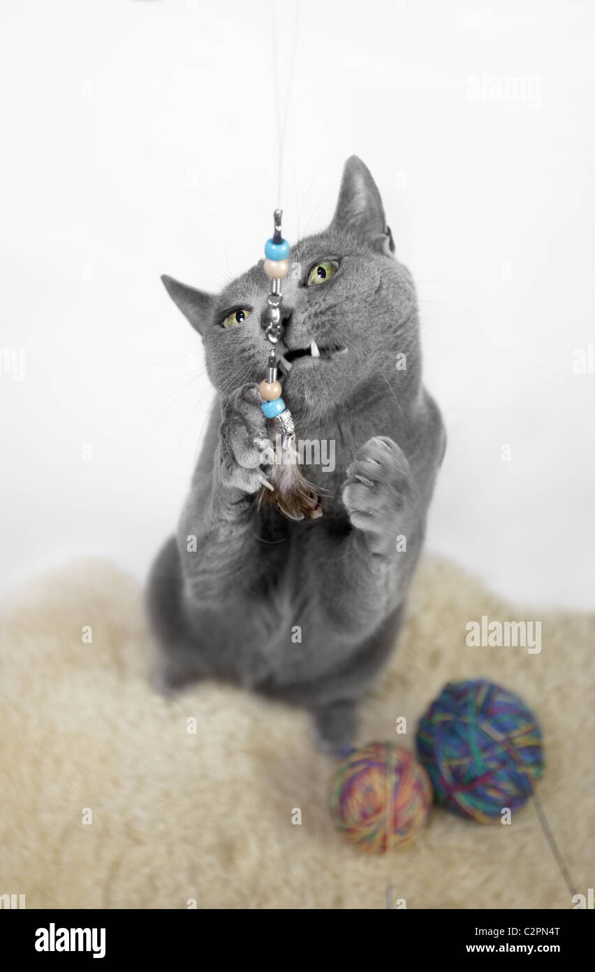Portrait of a Russian Blue Cat Playing Stock Photo - Alamy