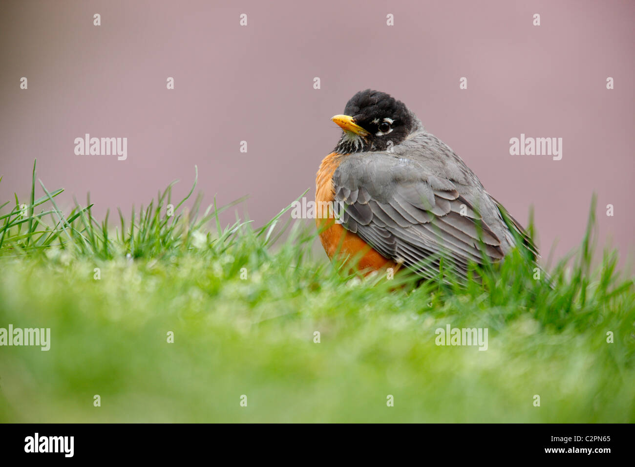 American Robin (Turdus migratorius migratorius), Eastern subspecies ...
