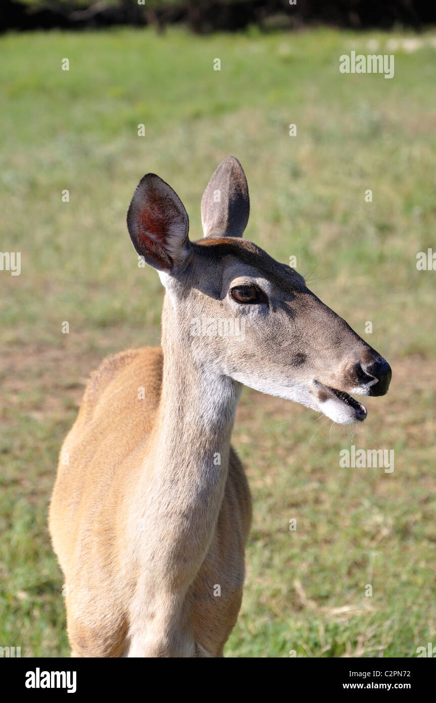 Deer without horns hi-res stock photography and images - Alamy