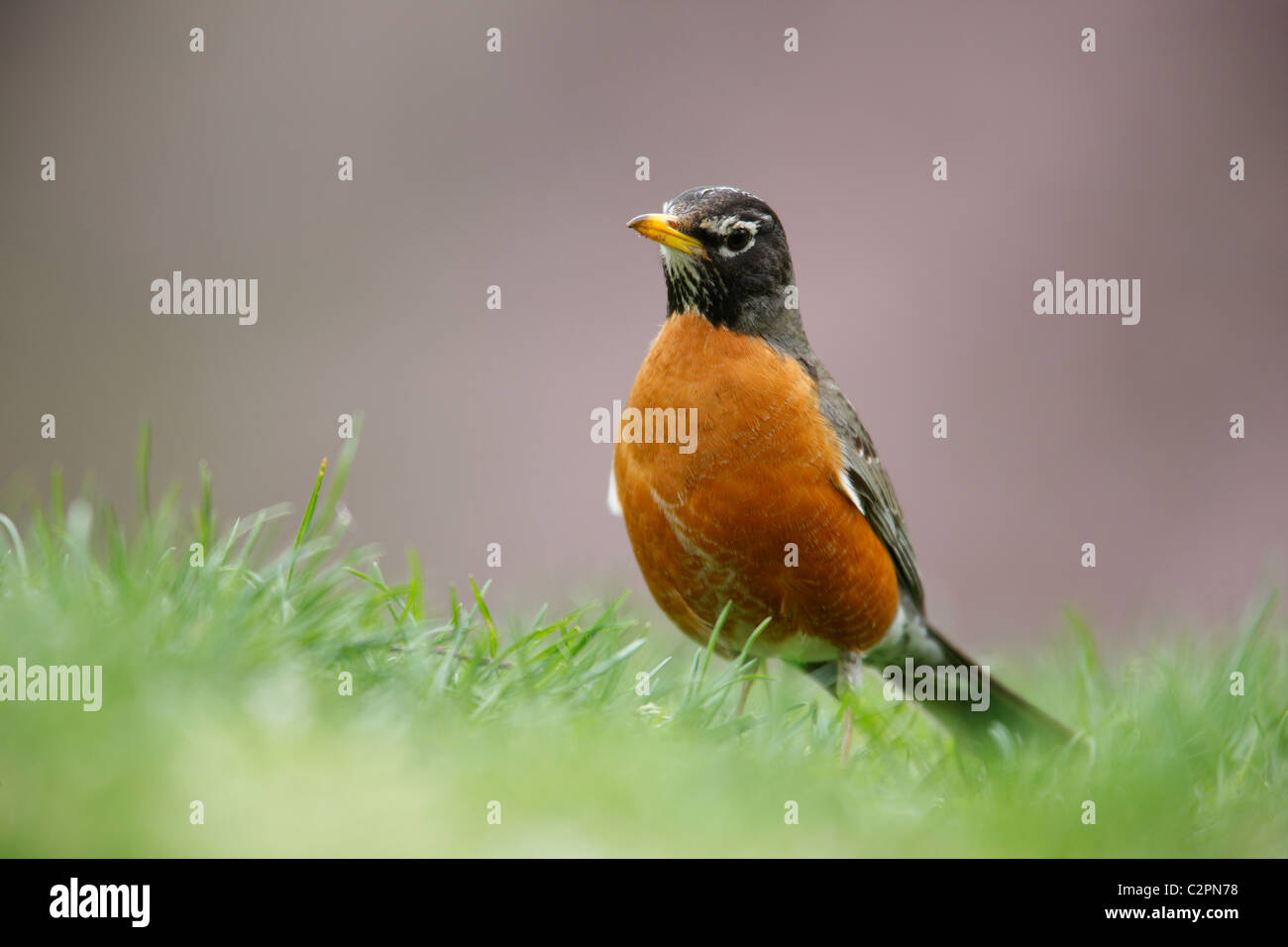 American Robin (Turdus migratorius migratorius), Eastern subspecies ...